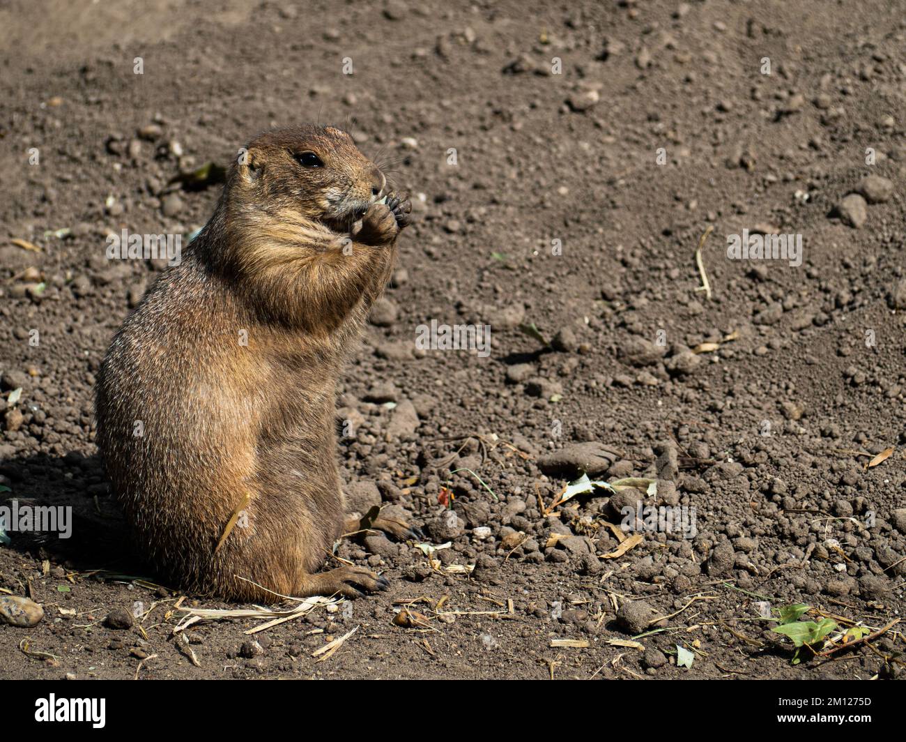Prairie dog standing eating food watching Stock Photo - Alamy