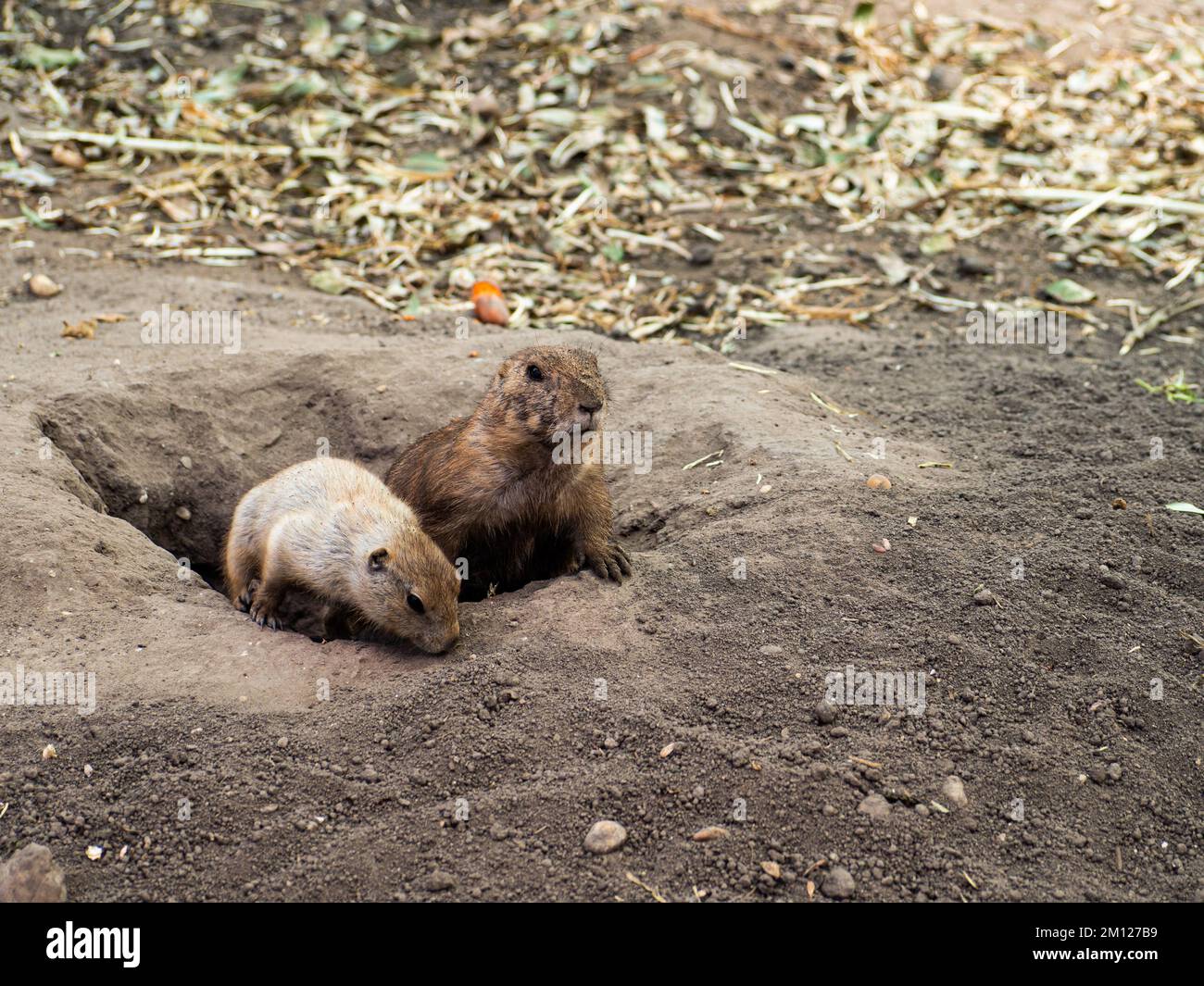 Two prairie dogs lookouts looking out of their hole in a prairie dog ...