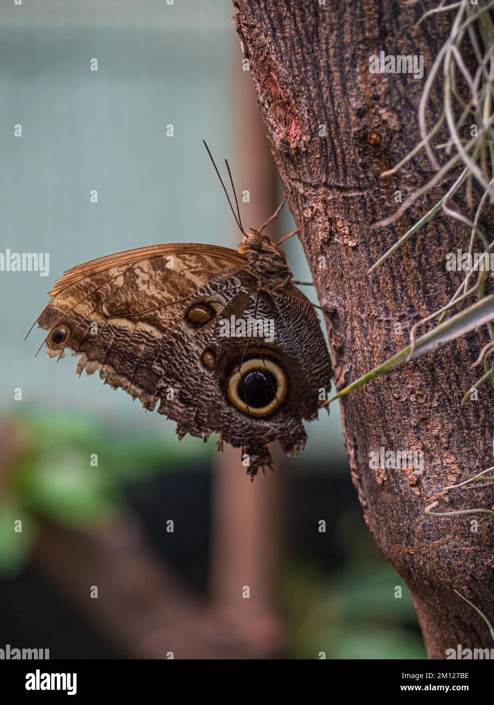 Huge big brown owl eye butterfly on a tree branch green background ...