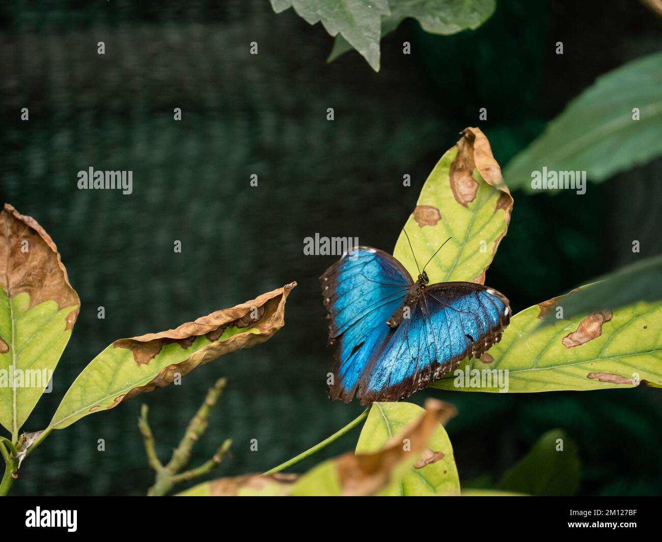 Tropical south central american shiny colorful blue morpho butterfly on ...