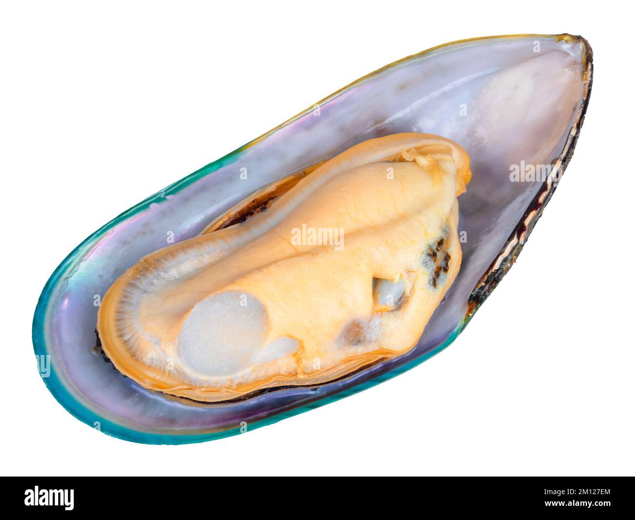 One raw New Zealand Mussel isolated on white background Stock Photo - Alamy