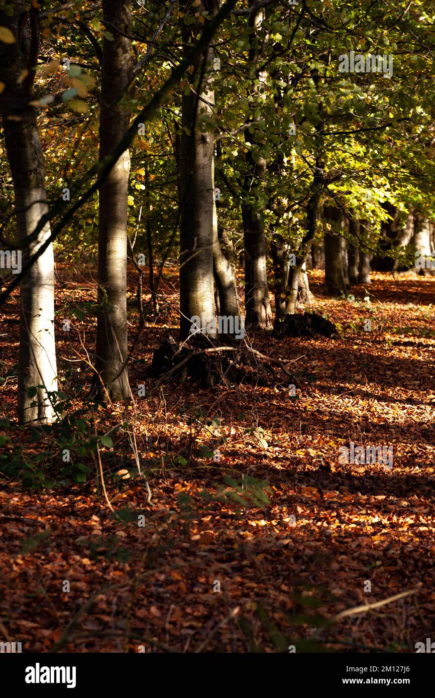 nature, landscape, season, forest, outdoor, sky, background, tree, wood ...