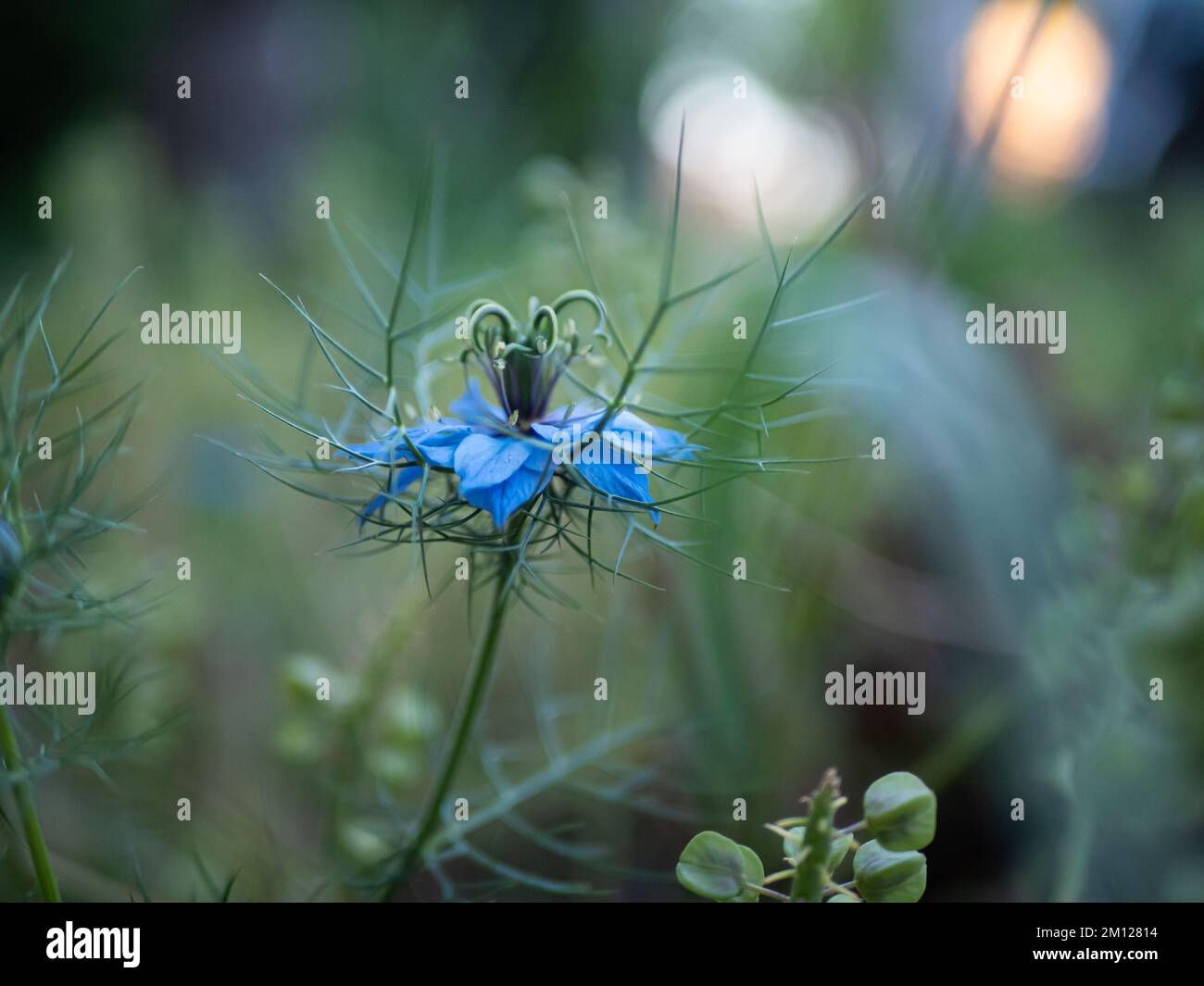 Purple violet love-in-a-mist wild flower blurry bokeh background Stock ...