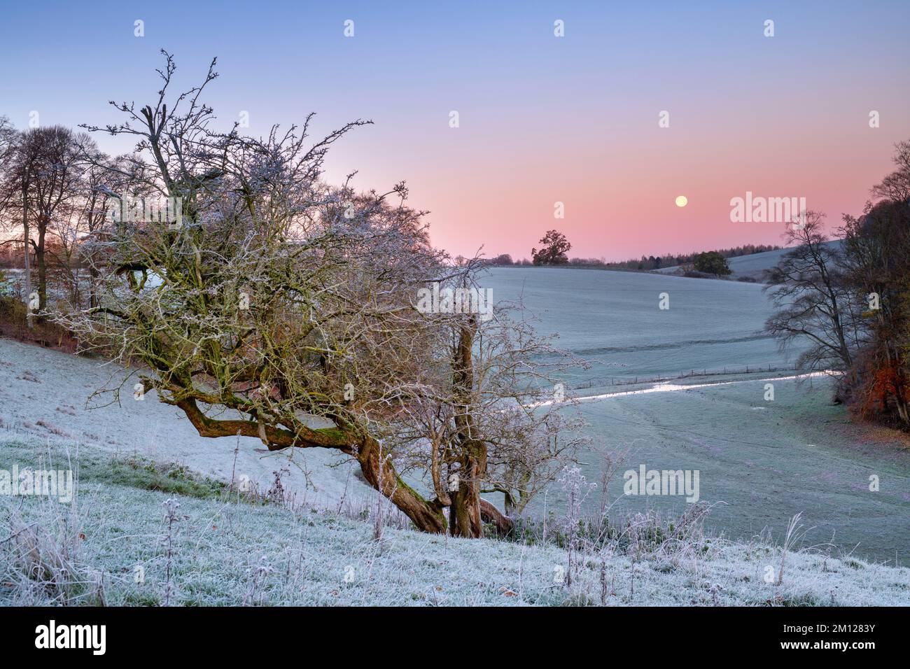 Winter tree, frost and full moon through the Hatherop estate in the ...