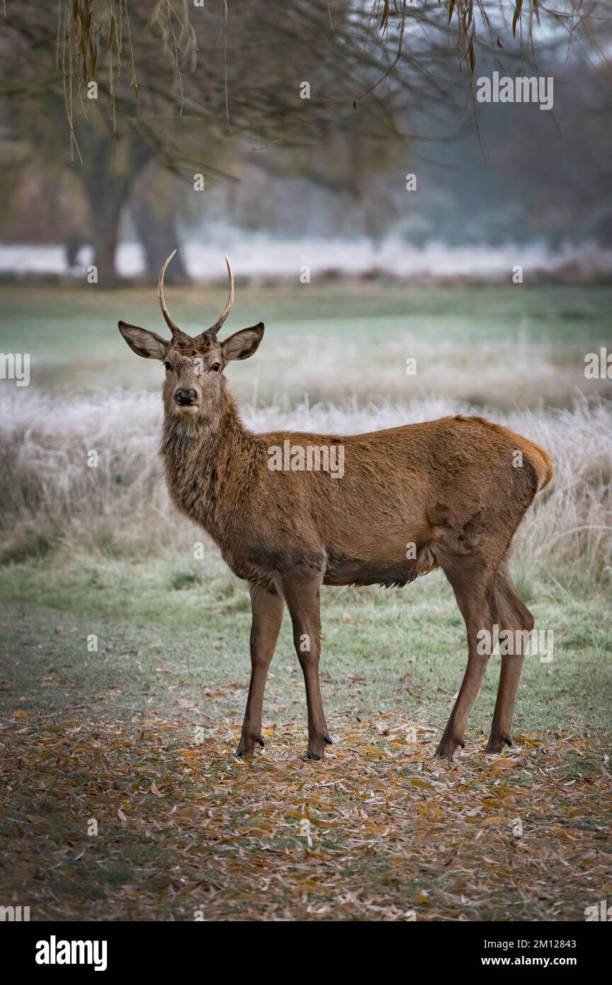 Deer nearly grown up ready to mate next year Stock Photo - Alamy