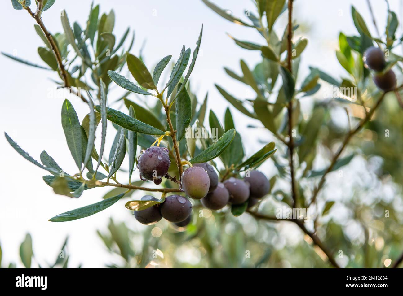 Olive tree in italy hi-res stock photography and images - Alamy