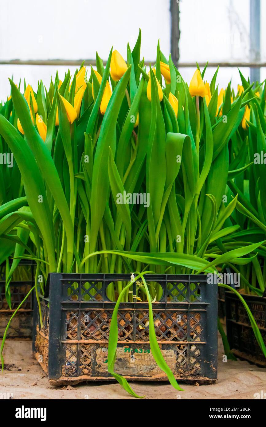 Growing tulips in greenhouse. Yellow flowers in seedling boxes. Home ...