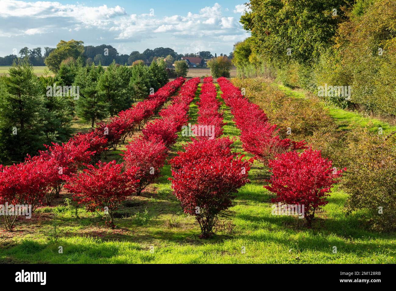Cork spindle shrub hi-res stock photography and images - Alamy