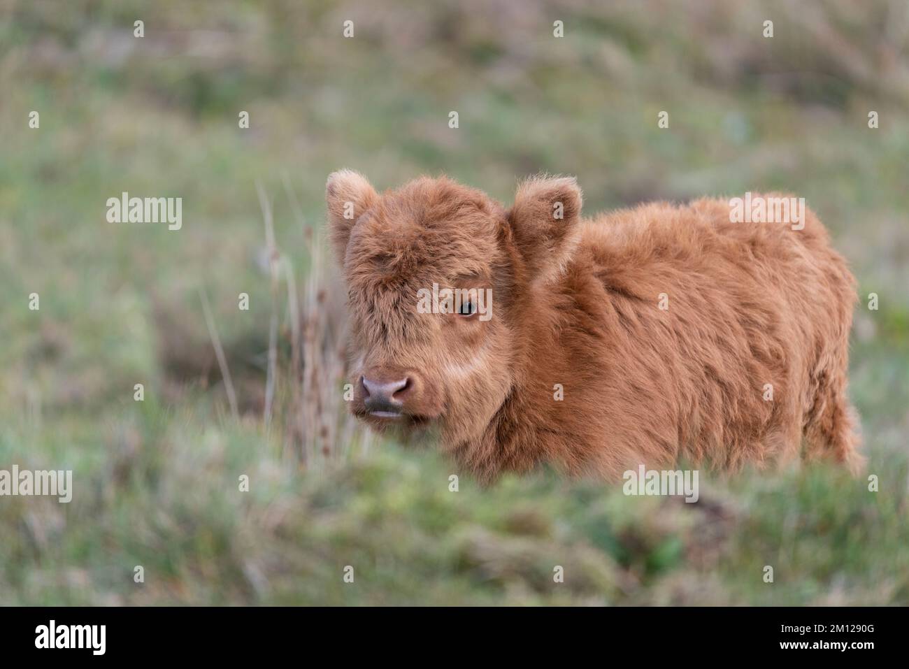 Young Galloway cattle, calf, Wadden Sea National Park, Rømø Island ...