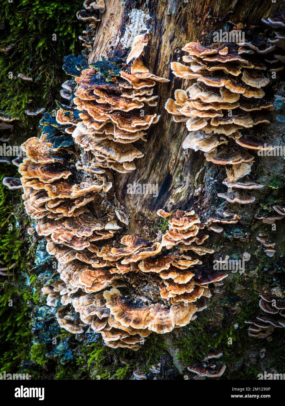 Tree mushrooms hi-res stock photography and images - Alamy