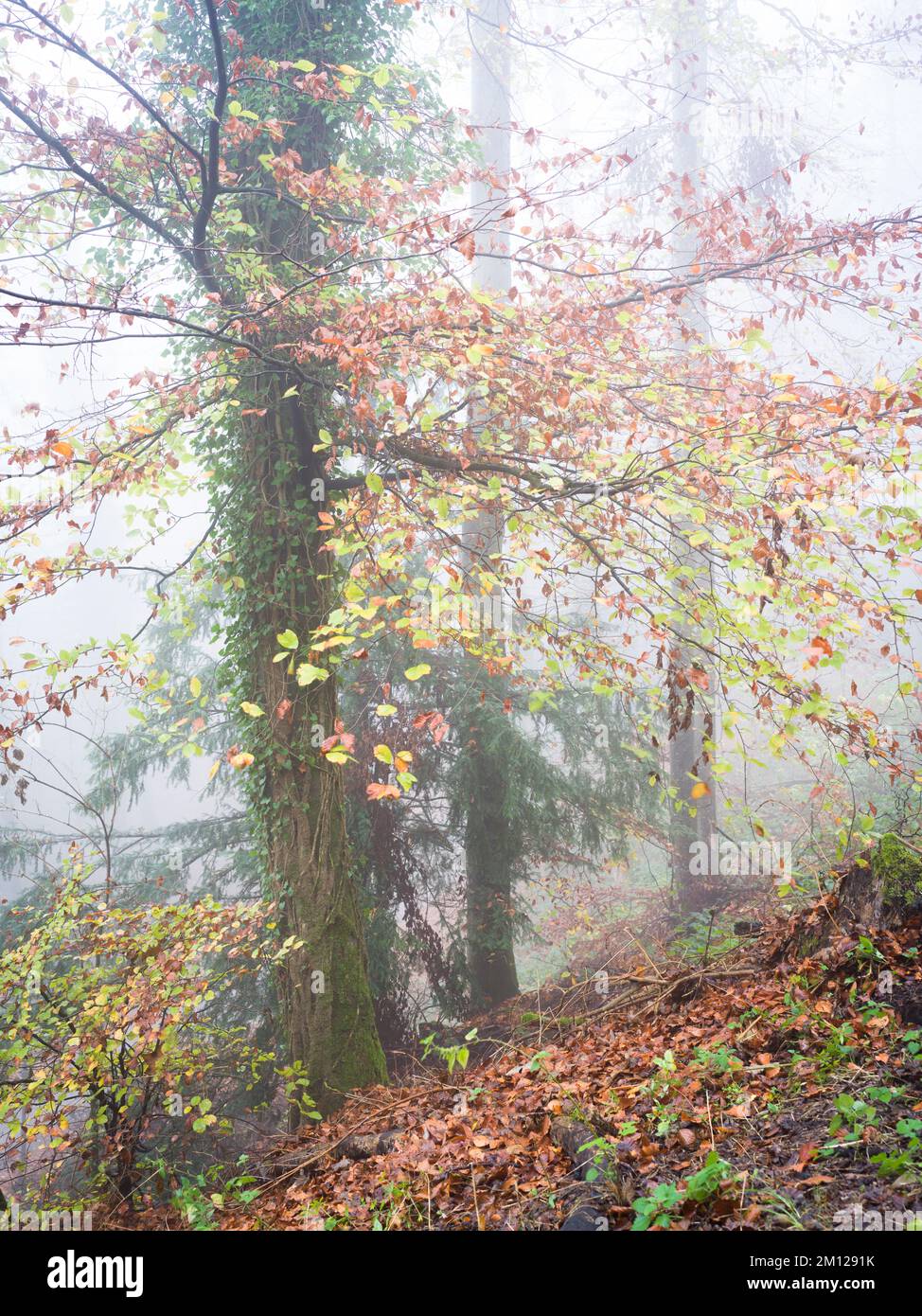 Autumn forest in fog Stock Photo - Alamy