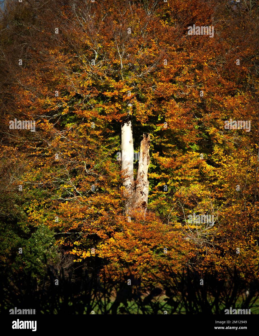 nature, landscape, season, forest, outdoor, sky, background, tree, wood ...