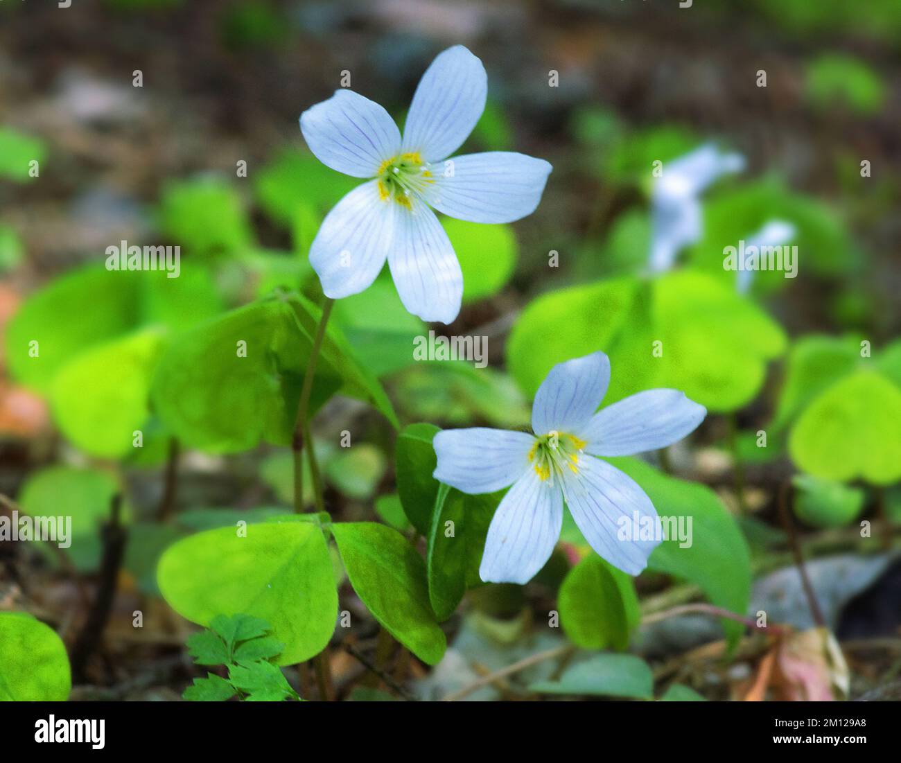 Shamrock (Oxalis acetosella). Plant of of Europe and Asia shady dark ...