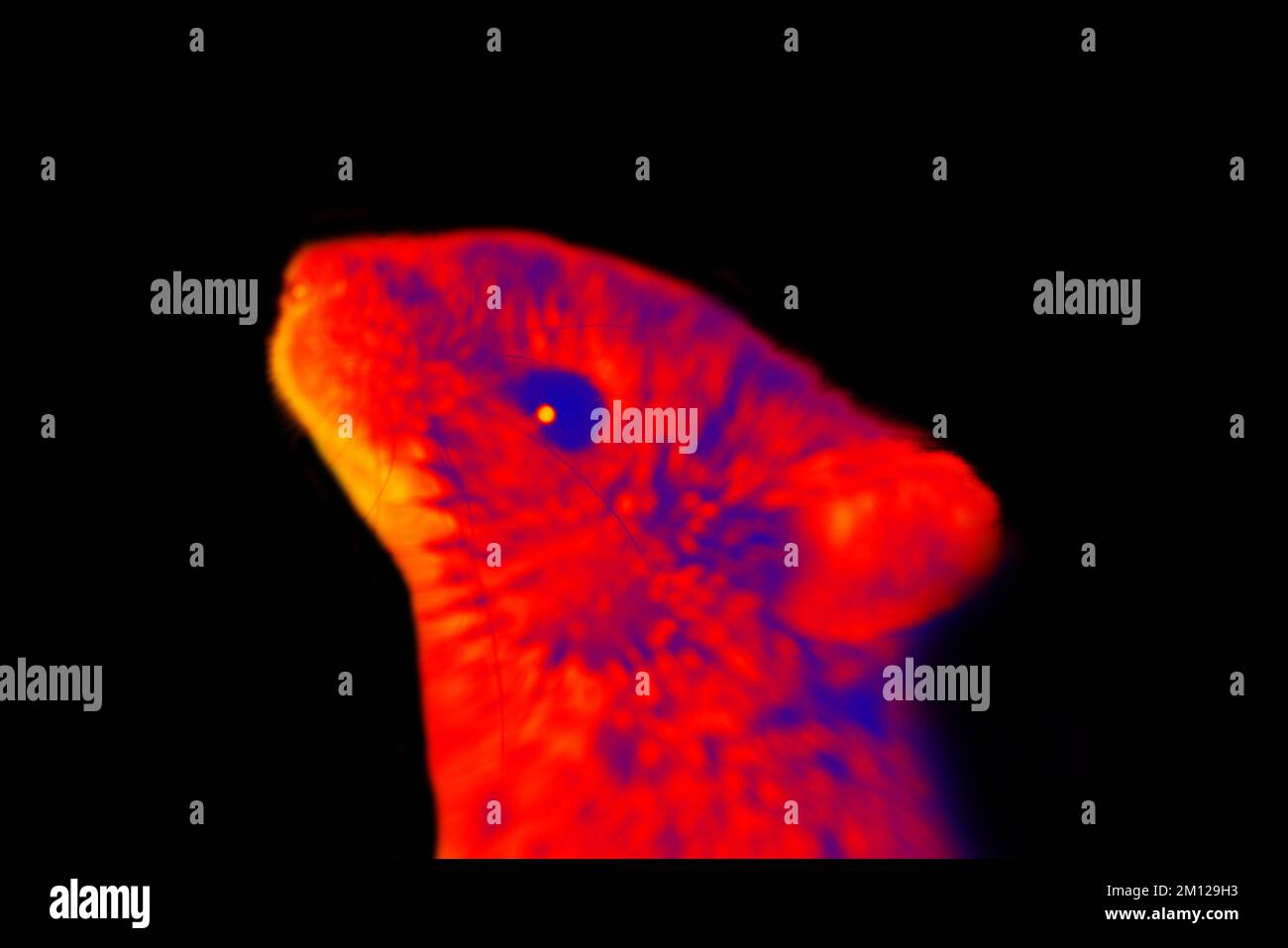 A gray mouse with big eyes in close-up. A rodent on a black background ...