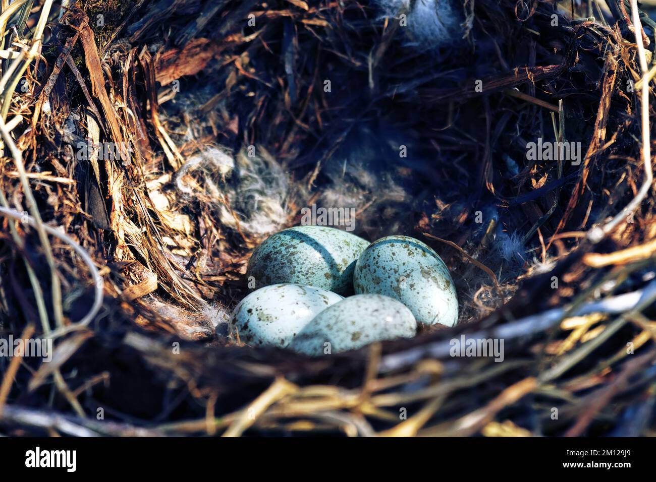 Nidology, study of birds nest. Hooded crow (Corvus cornix) nest. Clutch ...