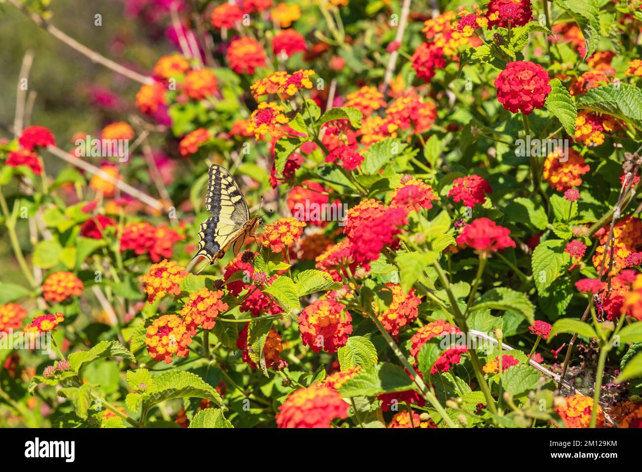 Swallowtail butterfly, Georgioupolis, Chania, Crete, Greek Islands ...
