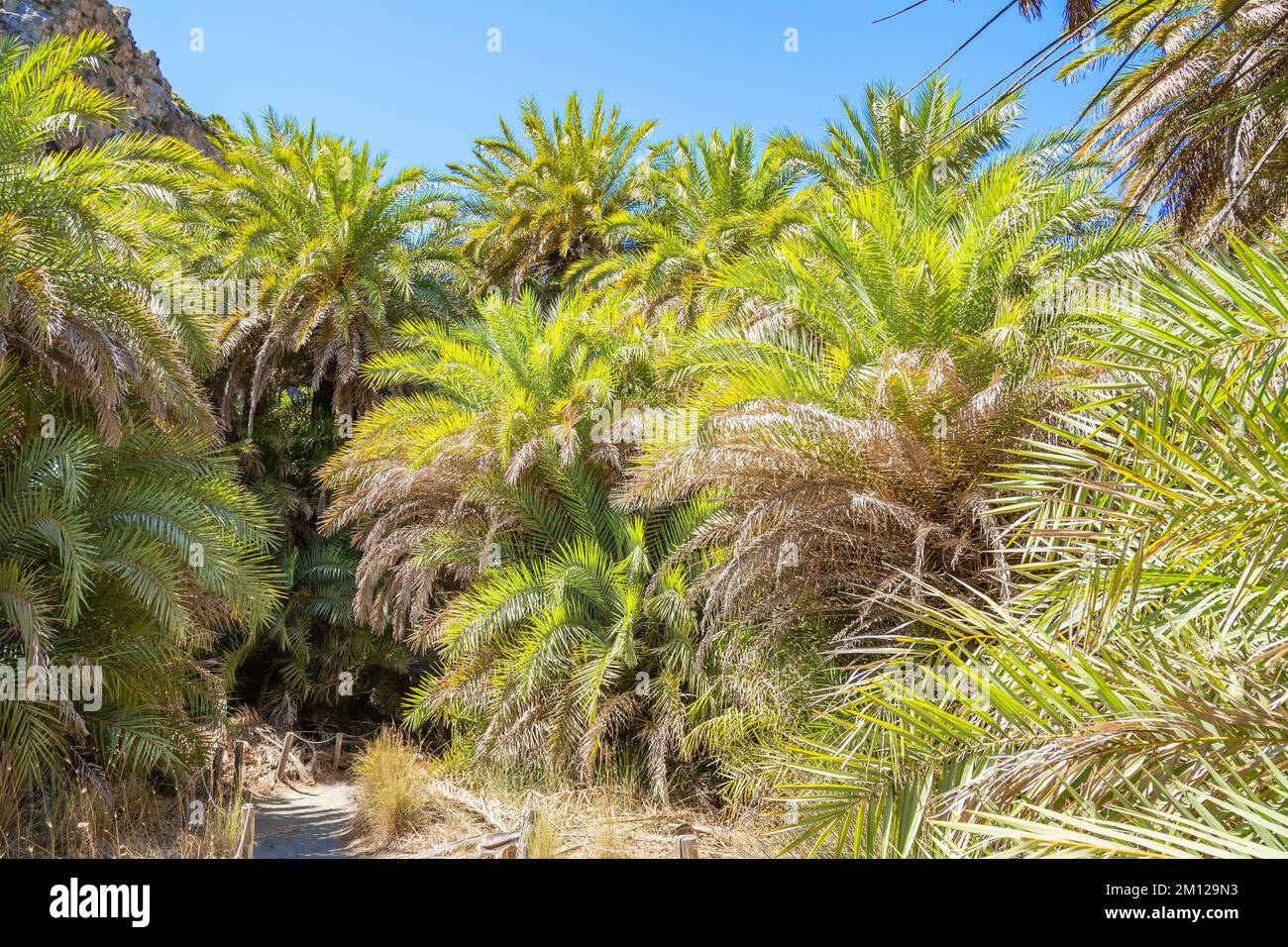 Preveli palm forest, Rethymno, Crete, Greek Islands, Greece Stock Photo ...
