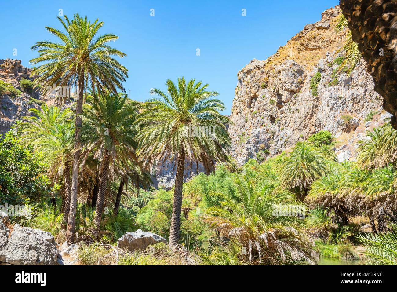 Preveli palm forest, Rethymno, Crete, Greek Islands, Greece Stock Photo ...