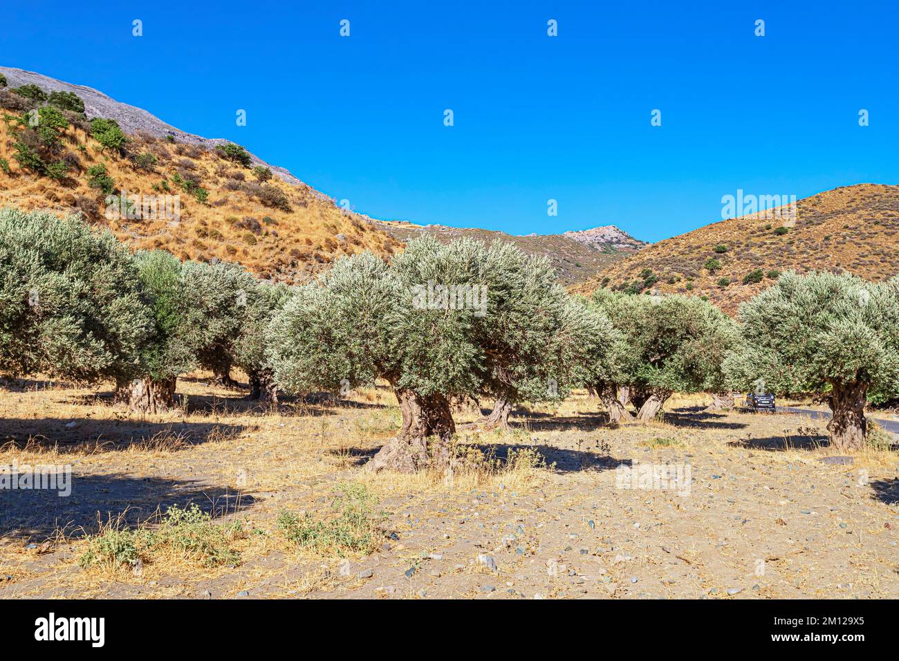 Centuries old olive hi-res stock photography and images - Alamy