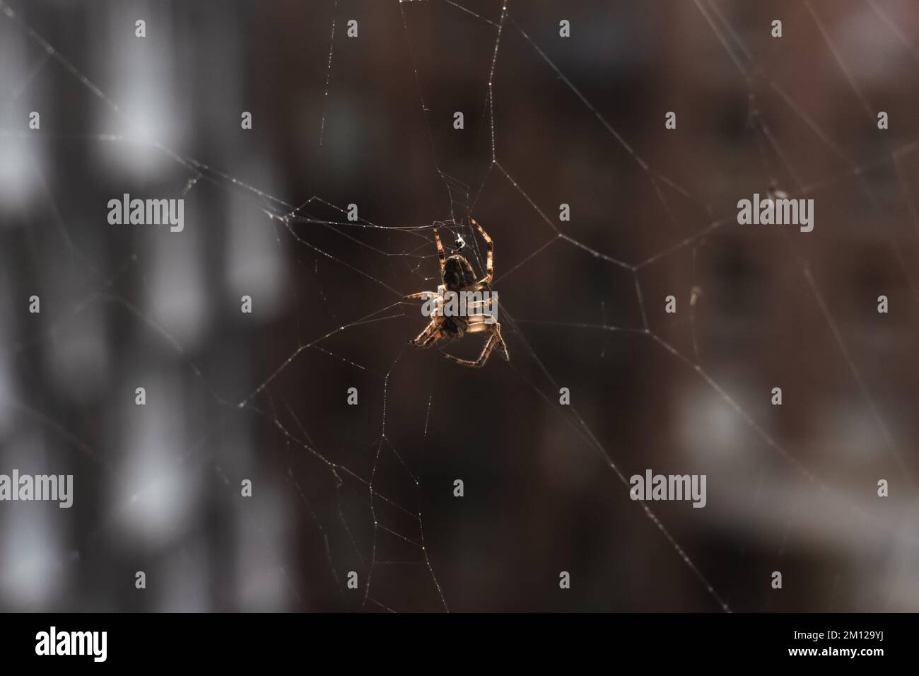 Real spooky spiders web hi-res stock photography and images - Alamy