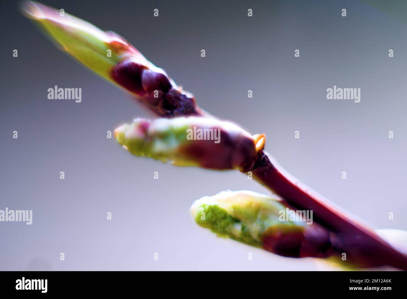 Spring awakening of the fruit bud (blossom bud) - buds shoot. Macro ...