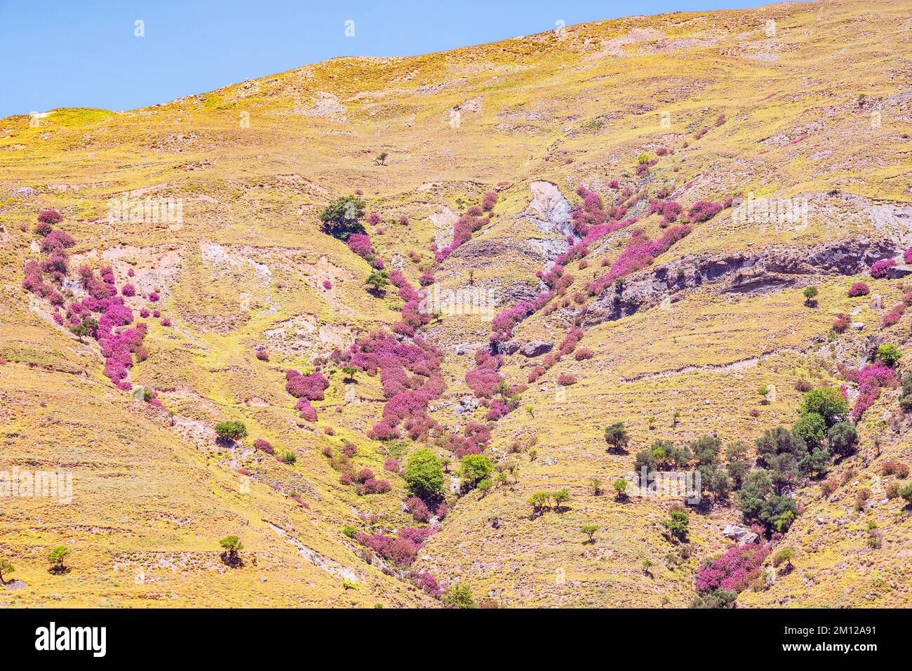 Wild flowers blooming on the hills of Kefali, Chania, Crete, Greek ...