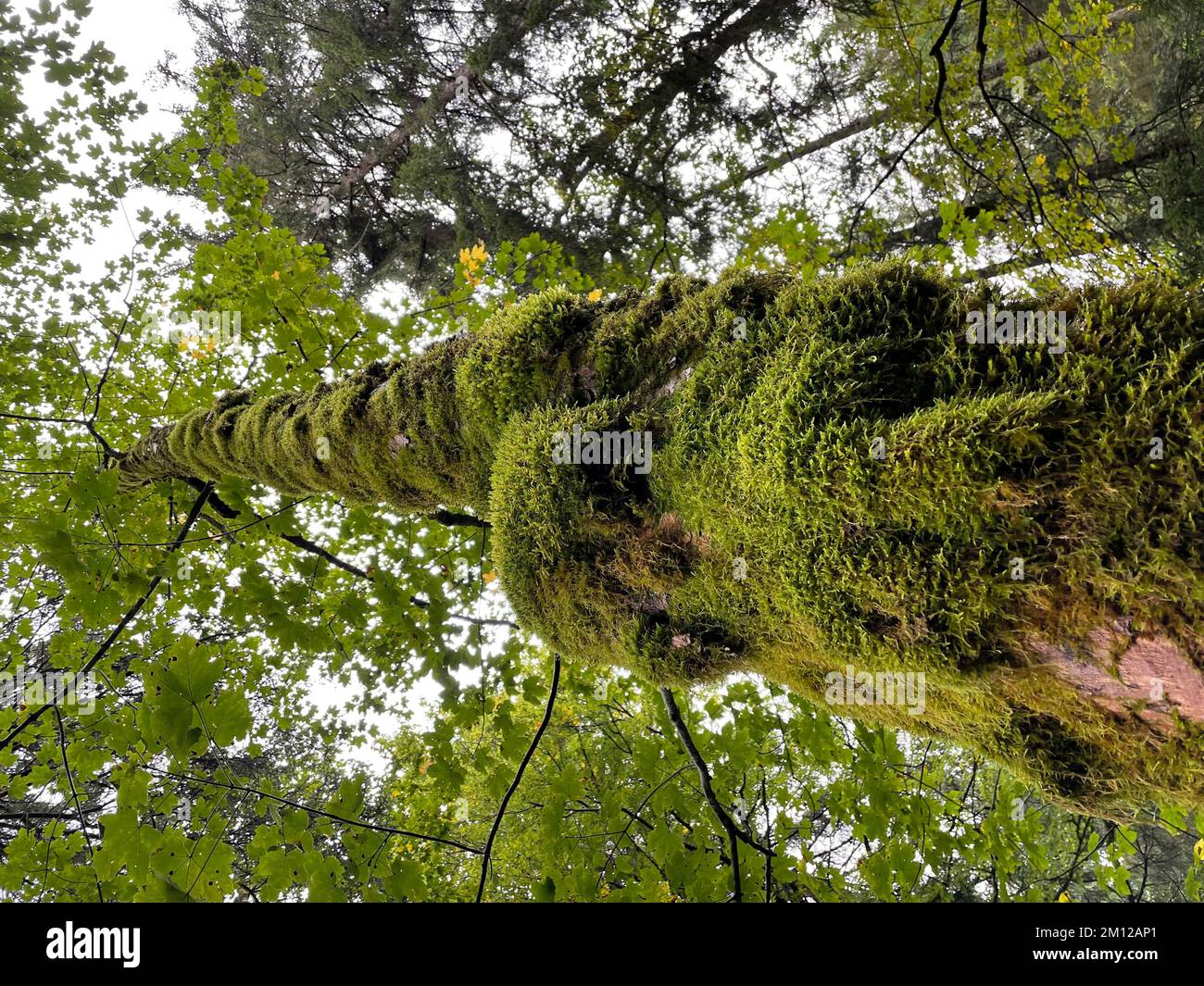 Mossy tree in the forest of Wallgau, Alpenwelt Karwendel, Wallgau ...