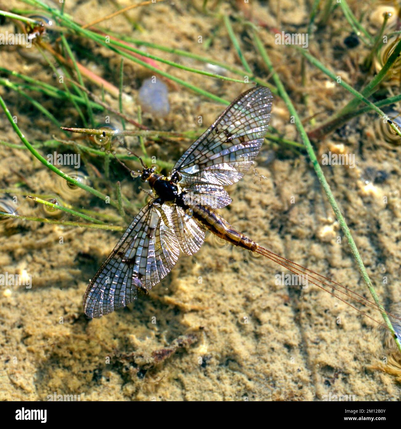 Spawning process hi-res stock photography and images - Alamy