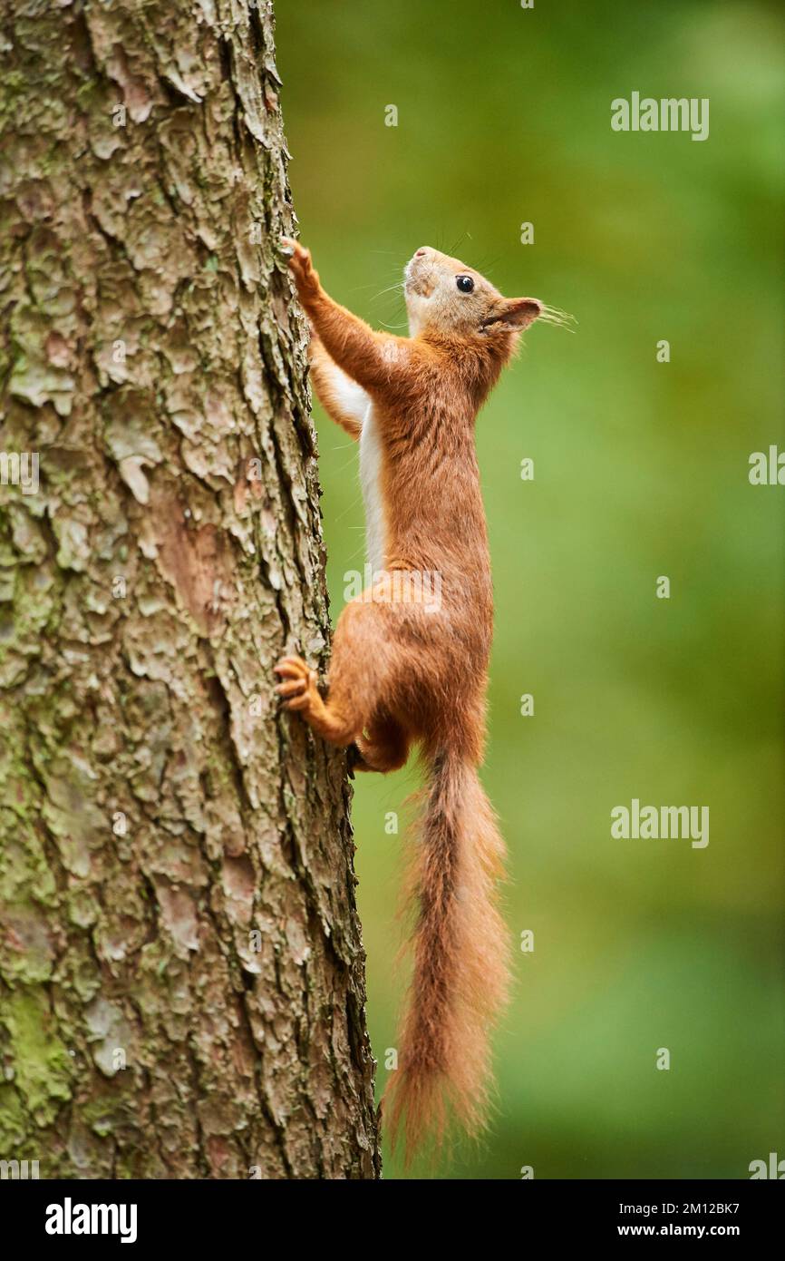 European squirrel (Sciurus vulgaris), tree, climbing, Hesse, Germany ...