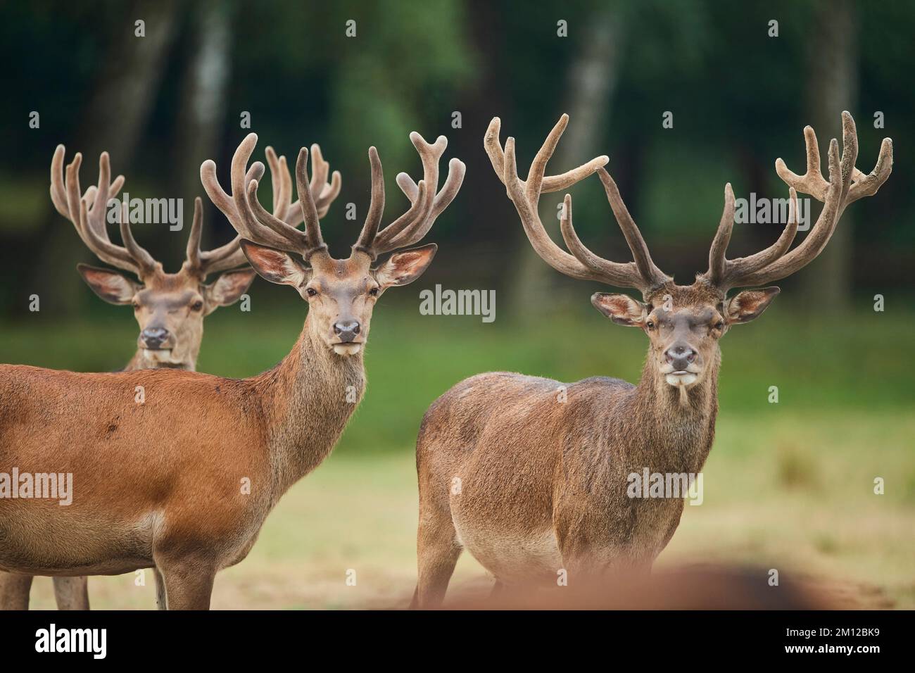 Red deer (Cervus elaphus), deer, meadow, clearing, standing, view ...
