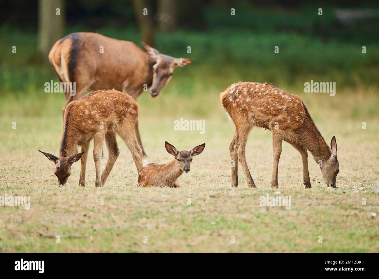 Red deer (Cervus elaphus), deer, meadow, clearing, standing, view ...