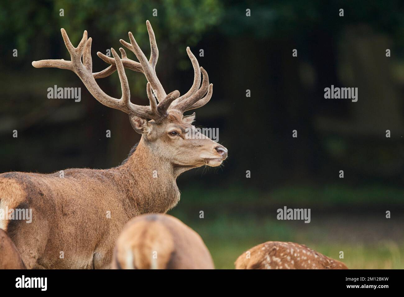Red deer (Cervus elaphus), deer, meadow, clearing, standing, view ...
