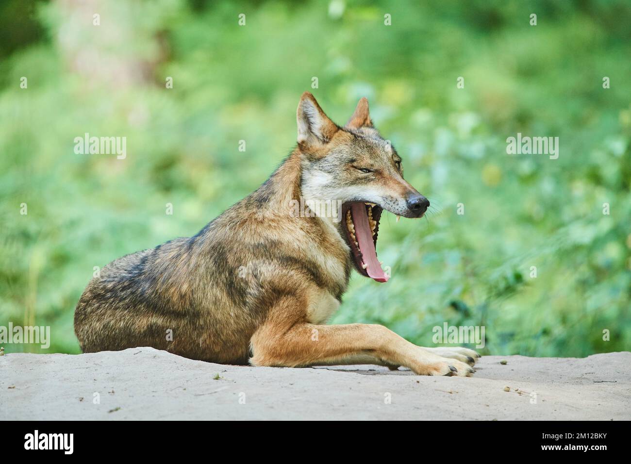 Wolf yawning hi-res stock photography and images - Alamy