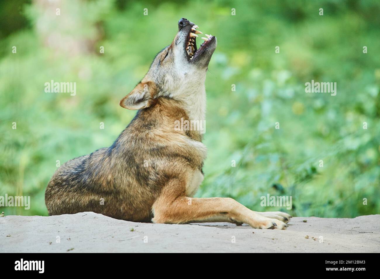 Wolf yawning hi-res stock photography and images - Alamy