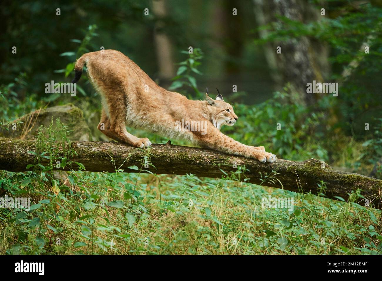 Eurasian lynx, Lynx lynx, Hesse, Germany, Europe Stock Photo - Alamy