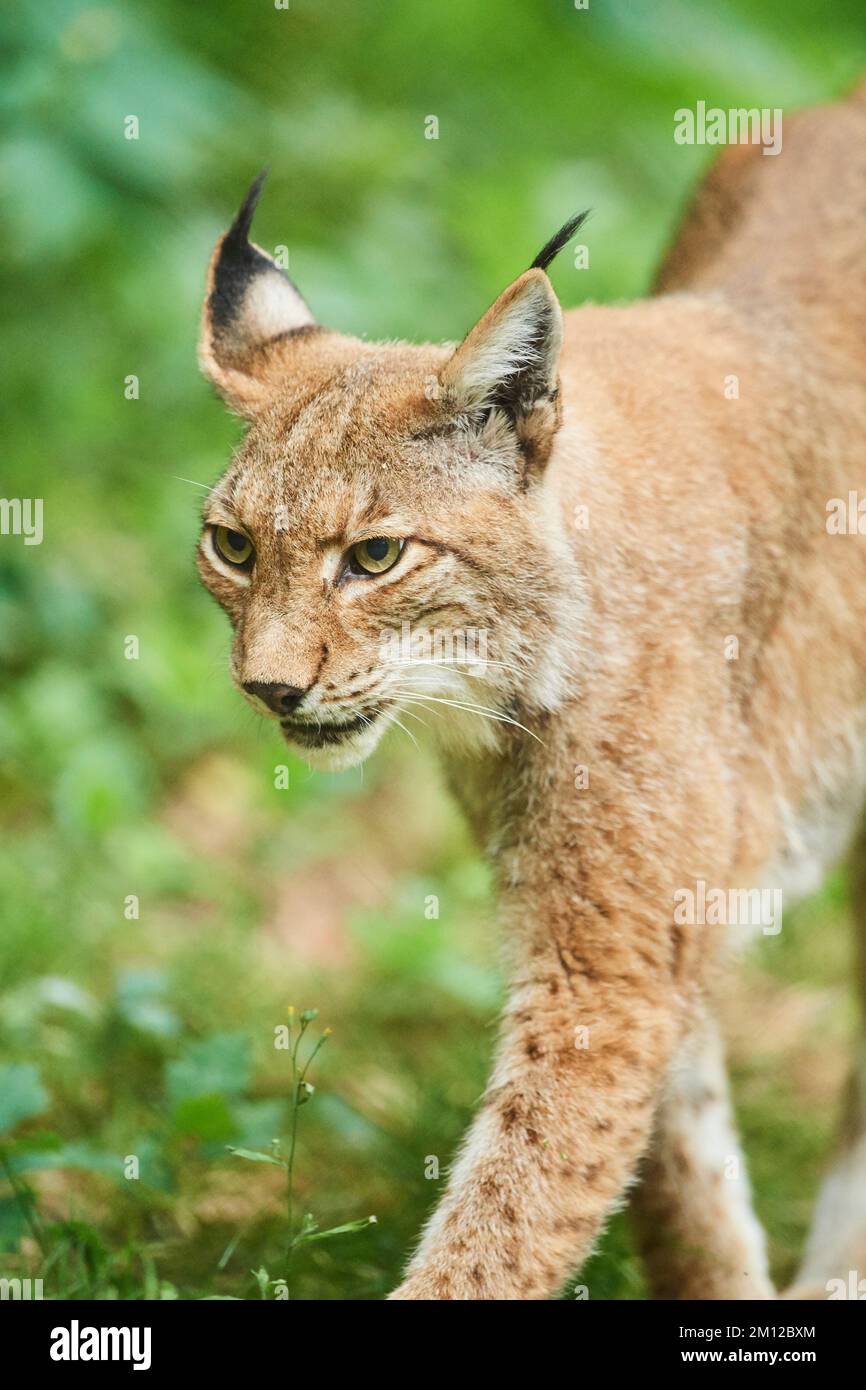 Lynx headshot hi-res stock photography and images - Alamy