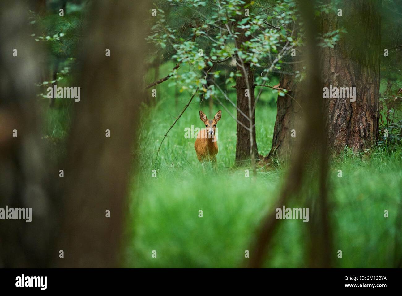 Full frontal view hi-res stock photography and images - Alamy