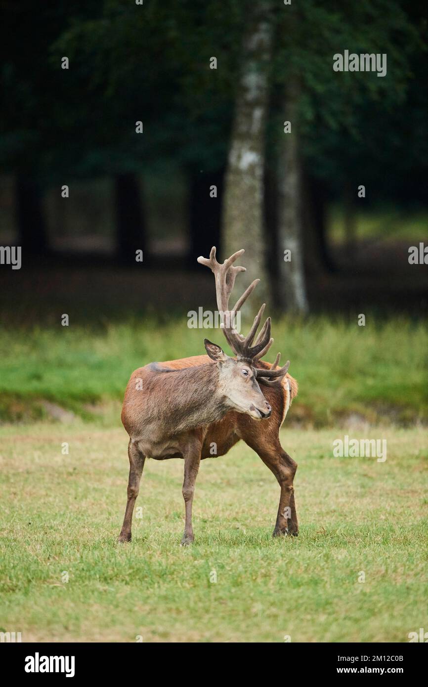 Red deer (Cervus elaphus), deer, meadow, clearing, standing, view ...