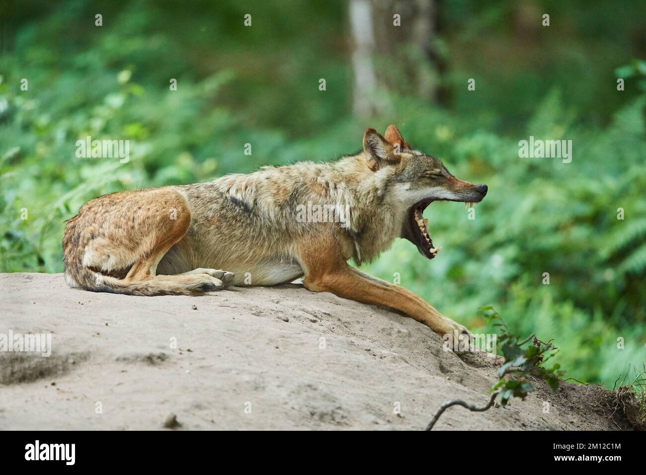 European wolf, Canis lupus lupus, forest, Hesse, Germany, Europe Stock ...