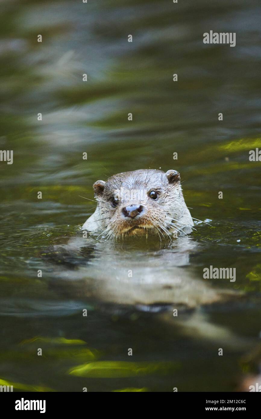 Otters bathing hi-res stock photography and images - Alamy