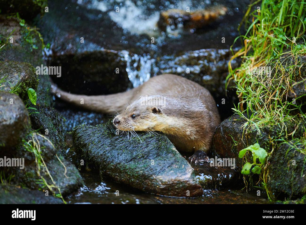 Eurasian otter, Lutra lutra, water, Bavaria, Germany, Europe Stock ...