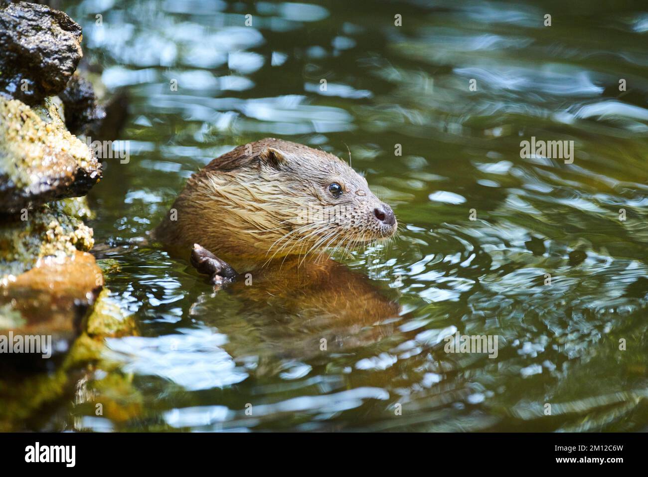 Eurasian otter, Lutra lutra, water, Bavaria, Germany, Europe Stock ...