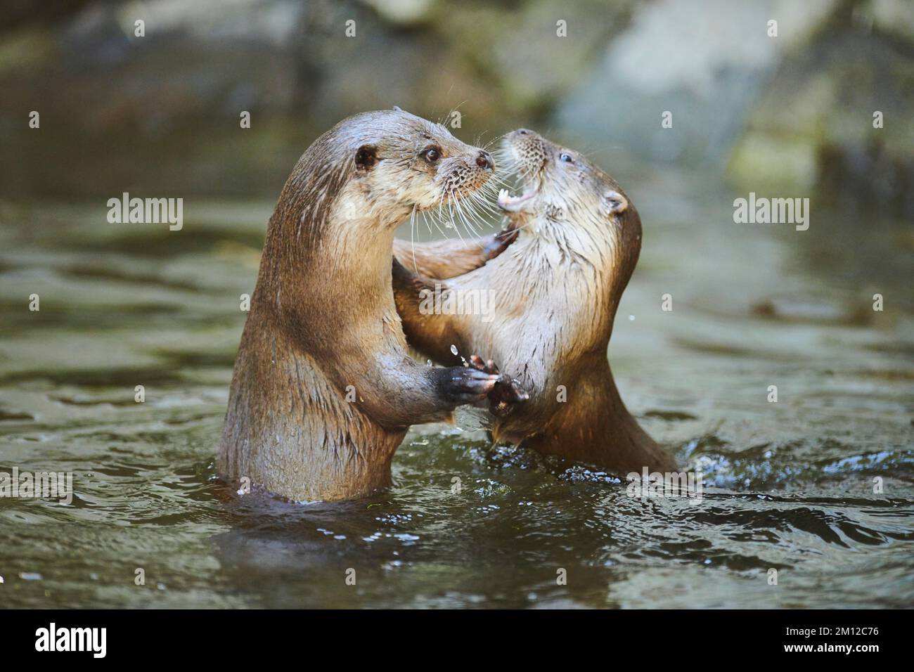 Otters bathing hi-res stock photography and images - Alamy