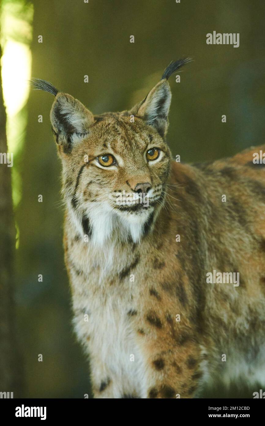 Eurasian lynx, Lynx lynx, Bavaria, Germany, Europe Stock Photo - Alamy