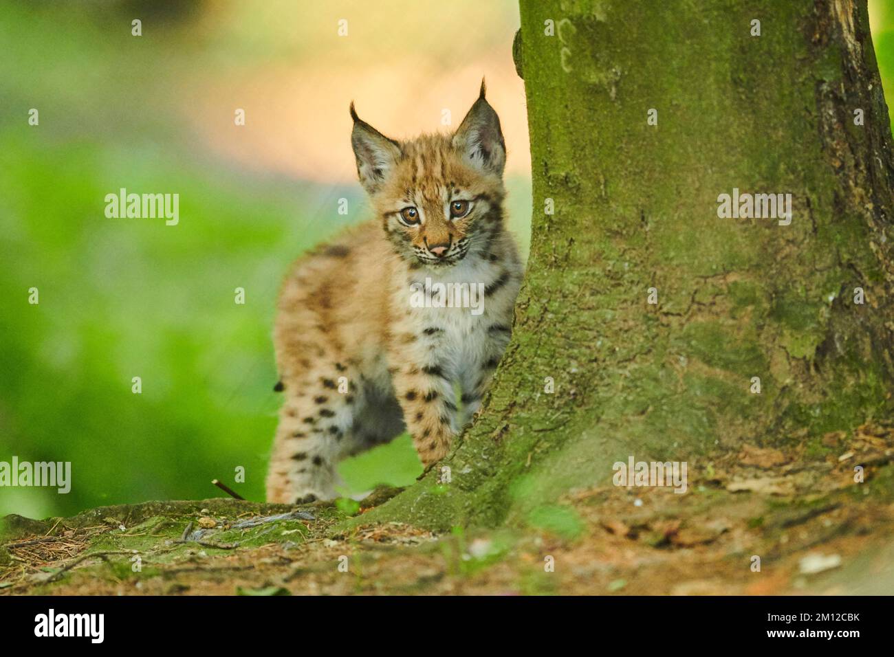Eurasian lynx, Lynx lynx, cub, Bavaria, Germany, Europe Stock Photo - Alamy