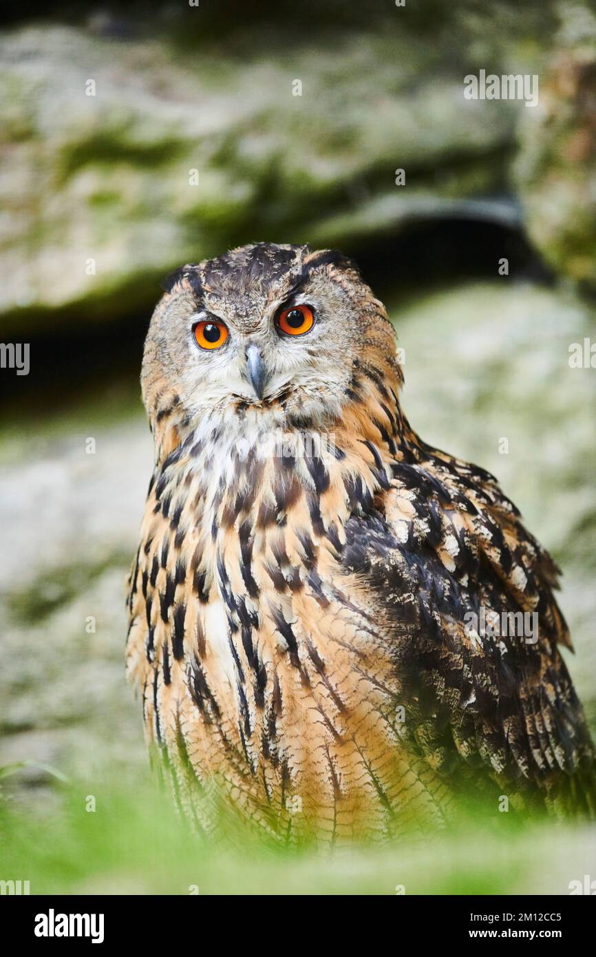 Eagle owl, Bubo bubo, close-up, Bavaria, Germany, Europe Stock Photo ...