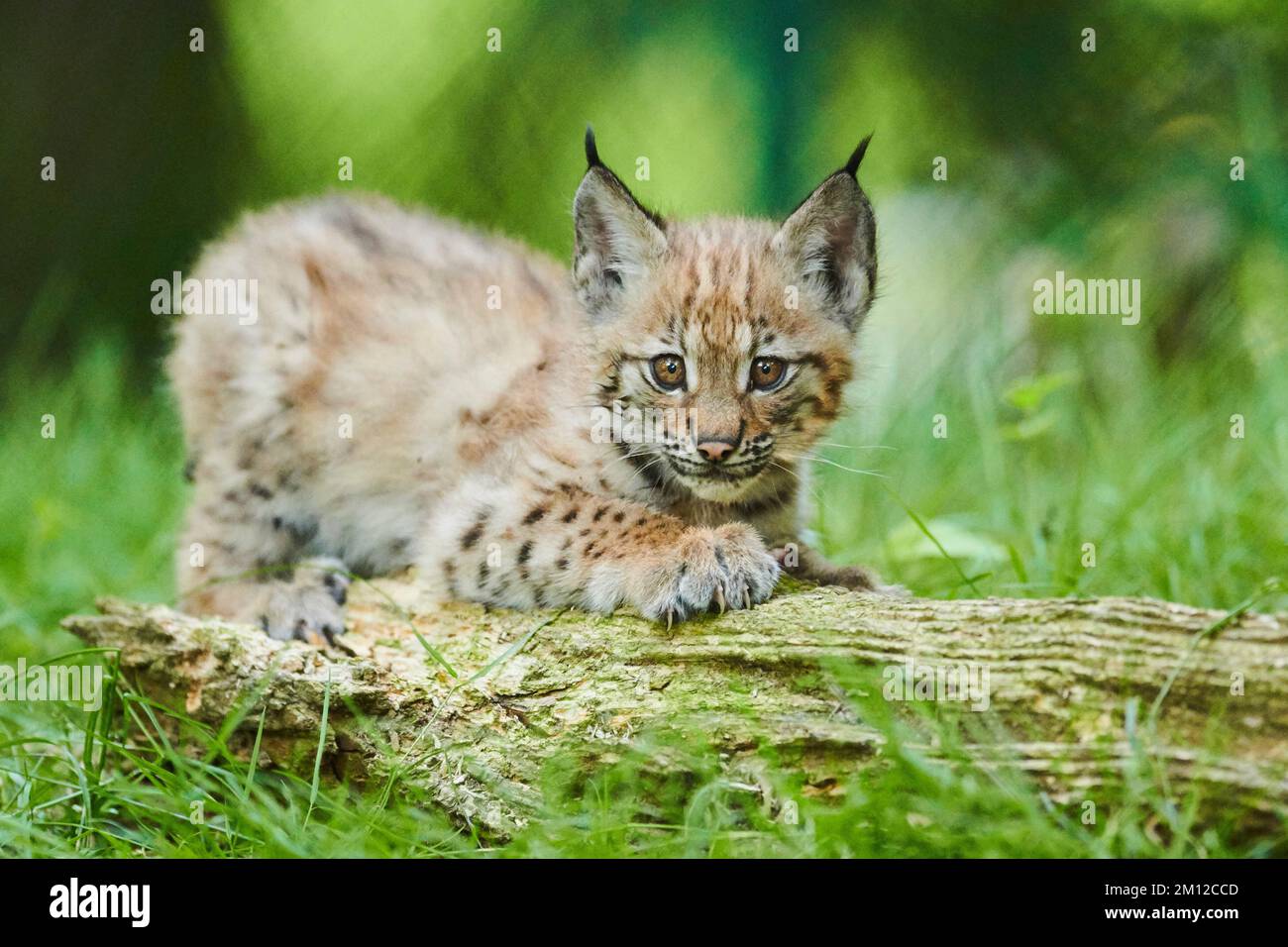 Eurasian lynx, Lynx lynx, cub, Bavaria, Germany, Europe Stock Photo - Alamy