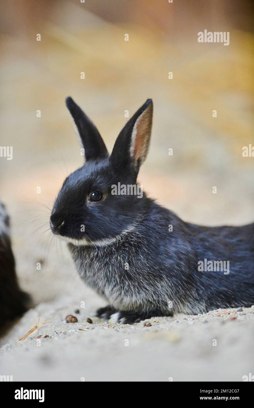 Domestic rabbit, Oryctolagus cuniculus forma domestica, lateral ...