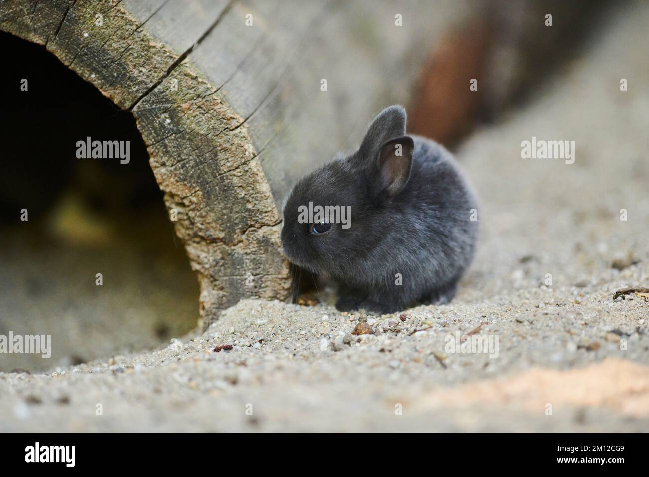 Domestic rabbit, Oryctolagus cuniculus forma domestica, lateral ...