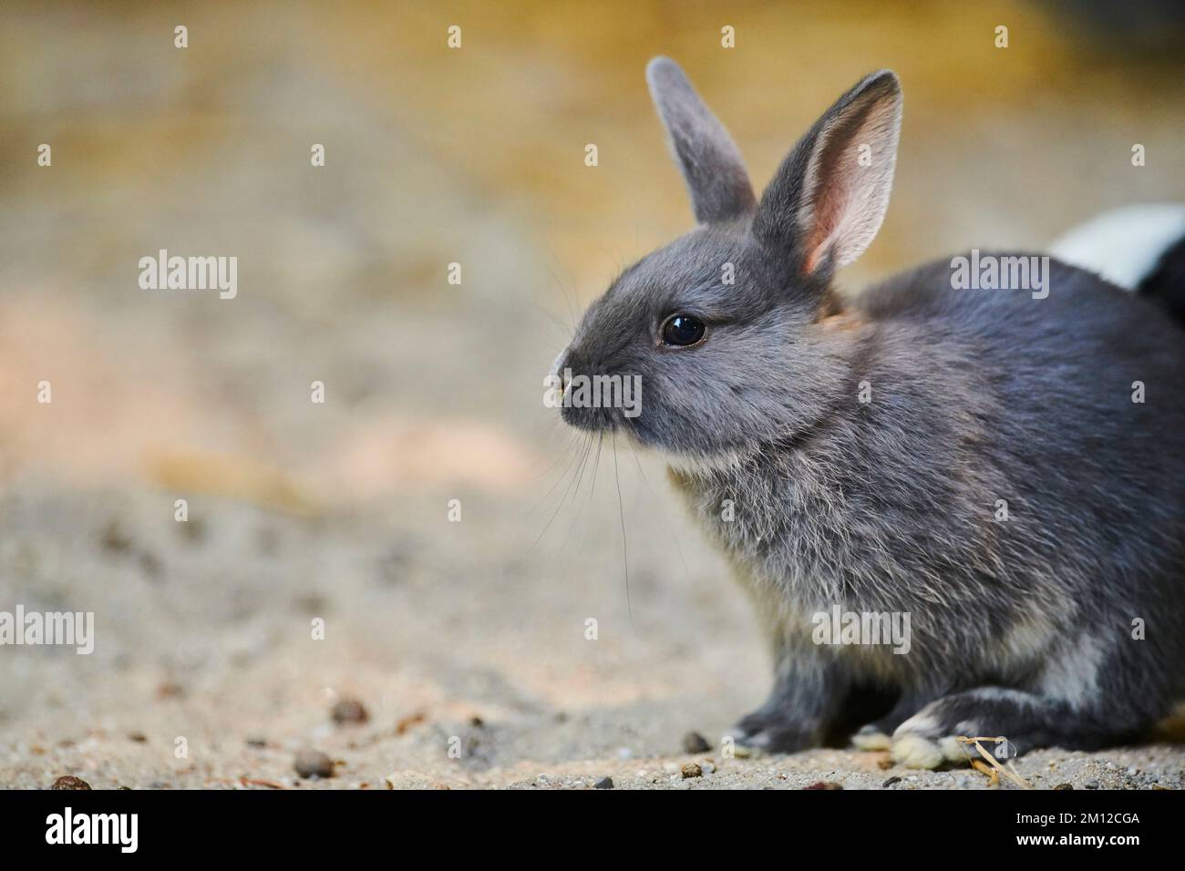 Domestic rabbit, Oryctolagus cuniculus forma domestica, lateral ...